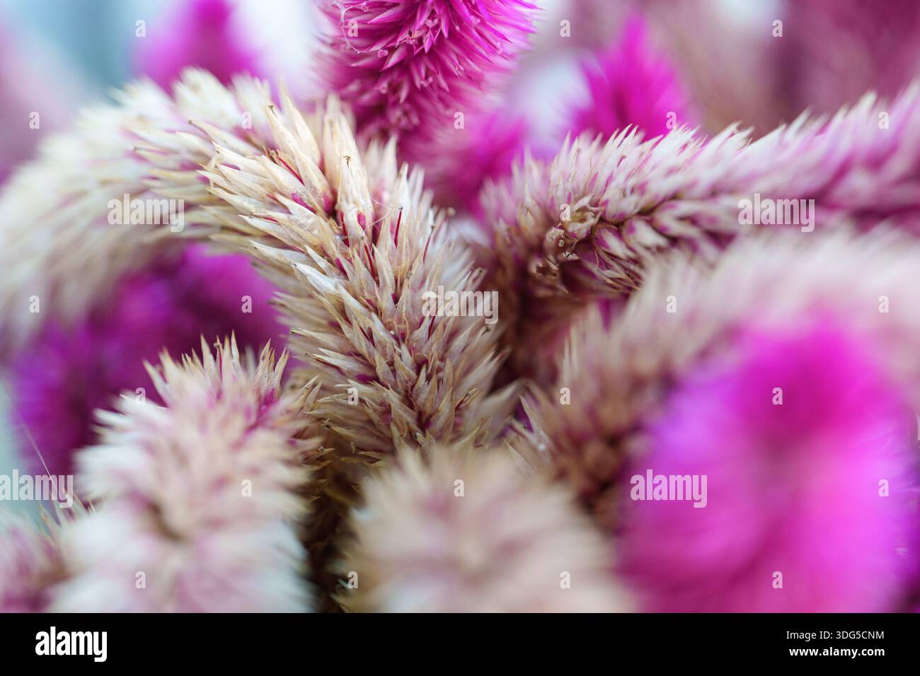 Fluffy purple and beige floral spikes of Celosia fill the frame ...