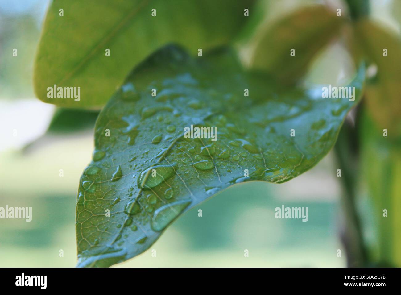 Processed with VSCO with c8pro preset Stock Photo - Alamy