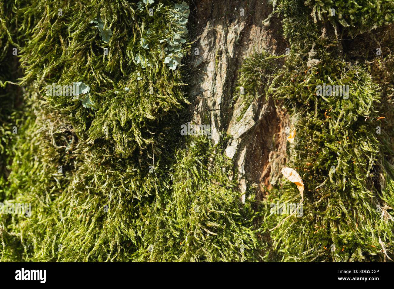 Spongy textures hi-res stock photography and images - Alamy
