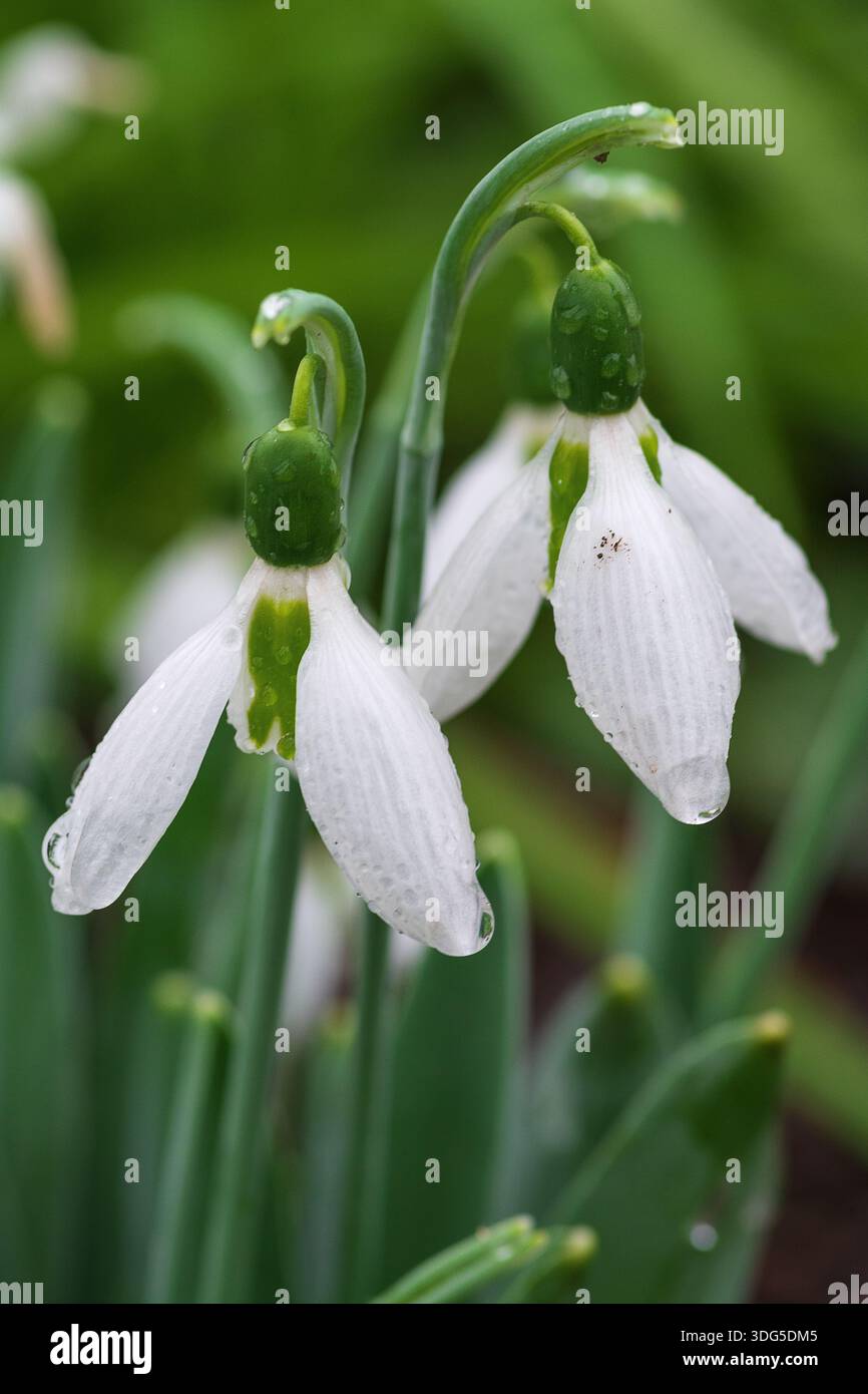 Snowdrops covered in raindrops in mid January Stock Photo - Alamy