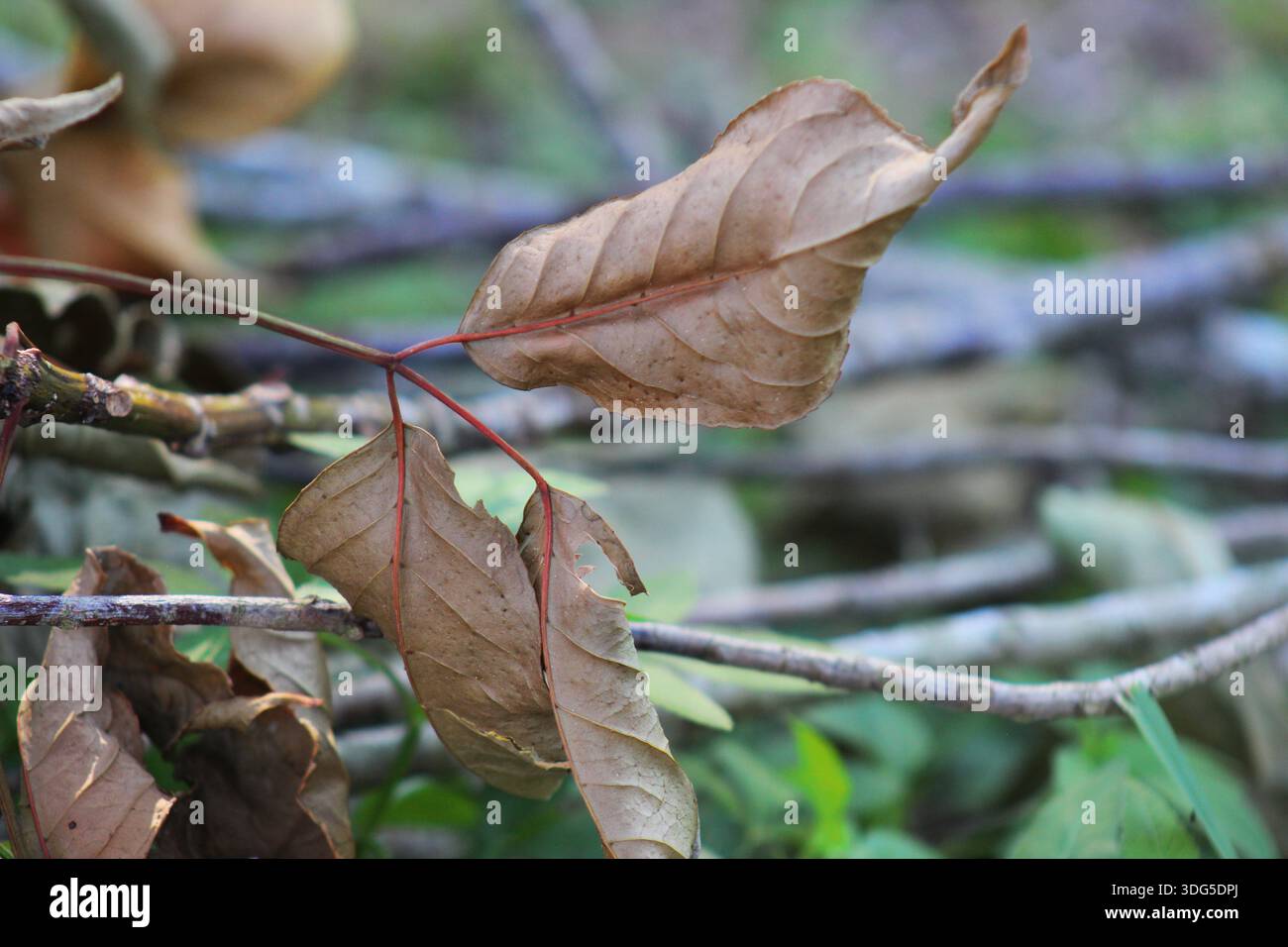 Processed with VSCO with ss1pro preset Stock Photo - Alamy