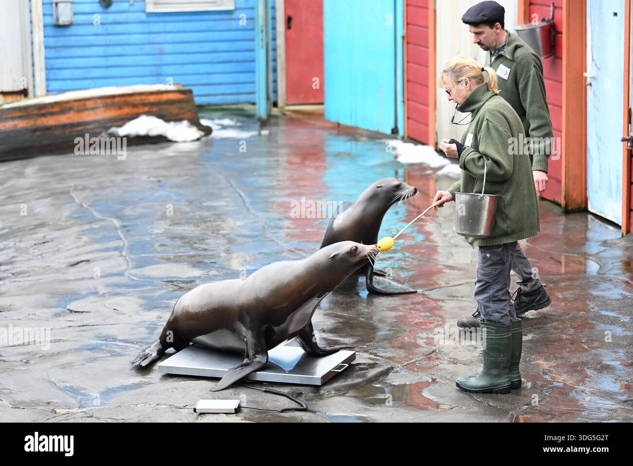 15 January 2026, Lower Saxony, Hanover: Animal keepers Sigrid ...