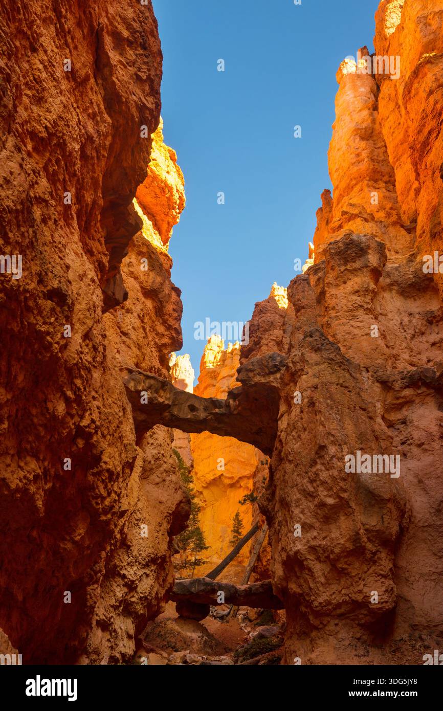 Picturesque colorful pink rocks of the Bryce Canyon National park in ...