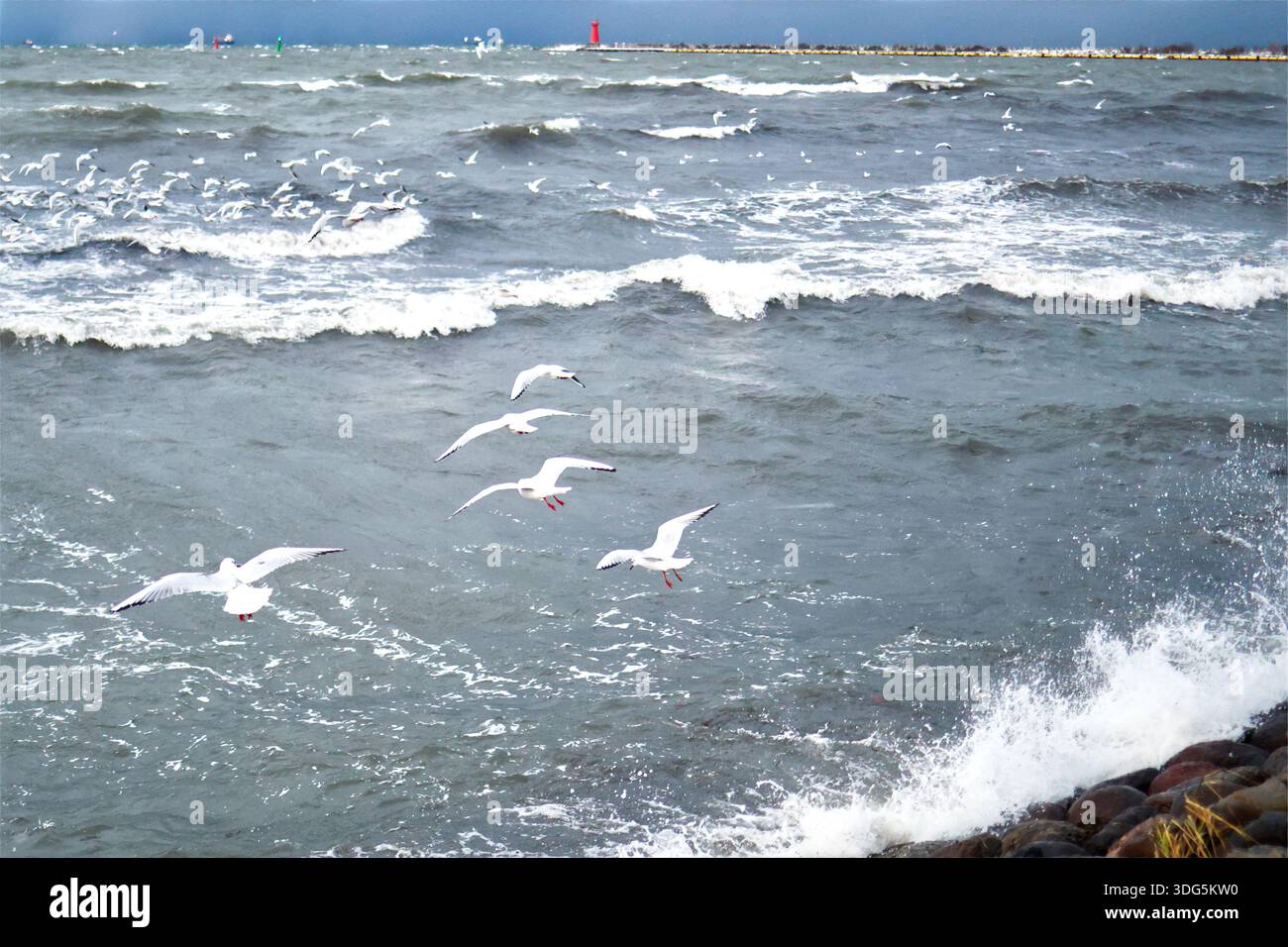 Birds flying in a storm hi-res stock photography and images - Alamy