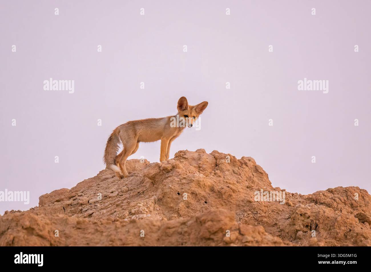 Arabian red fox or Fennec fox or desert fox, cute little fox and tiny ...