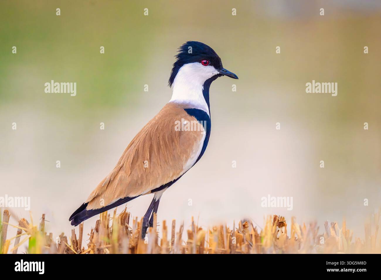 Spur-Winged Lapwing (Vanellus spinosus) standing on the mangrove desert ...