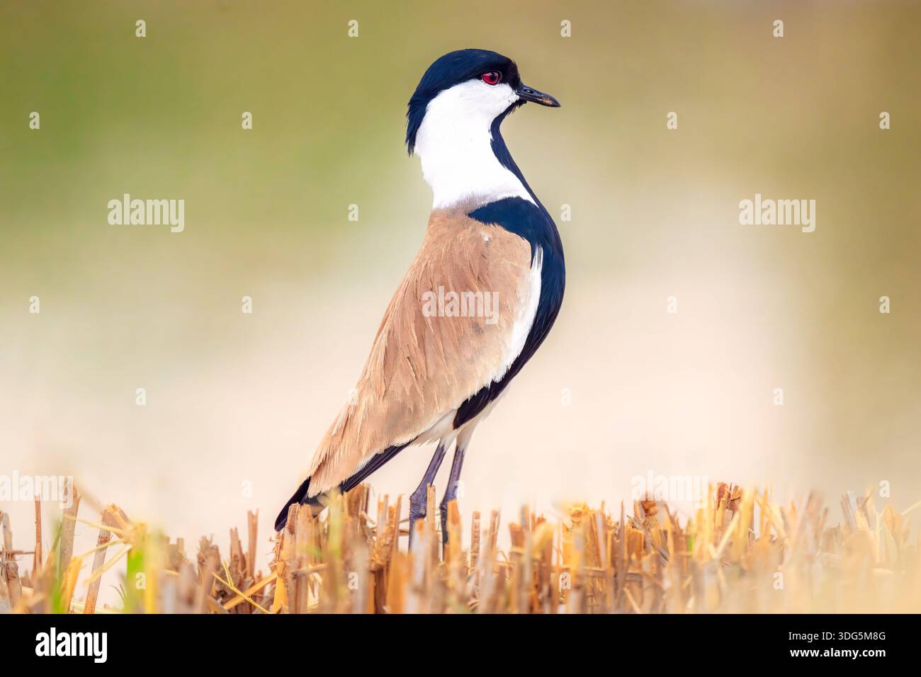 Spur-Winged Lapwing (Vanellus spinosus) standing on the mangrove desert ...