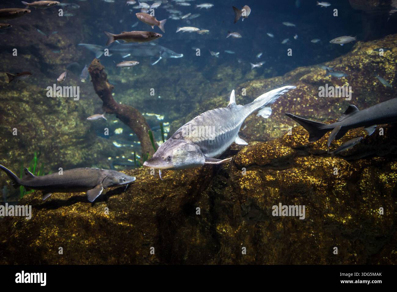 Sturgeon fish swimming hi-res stock photography and images - Alamy