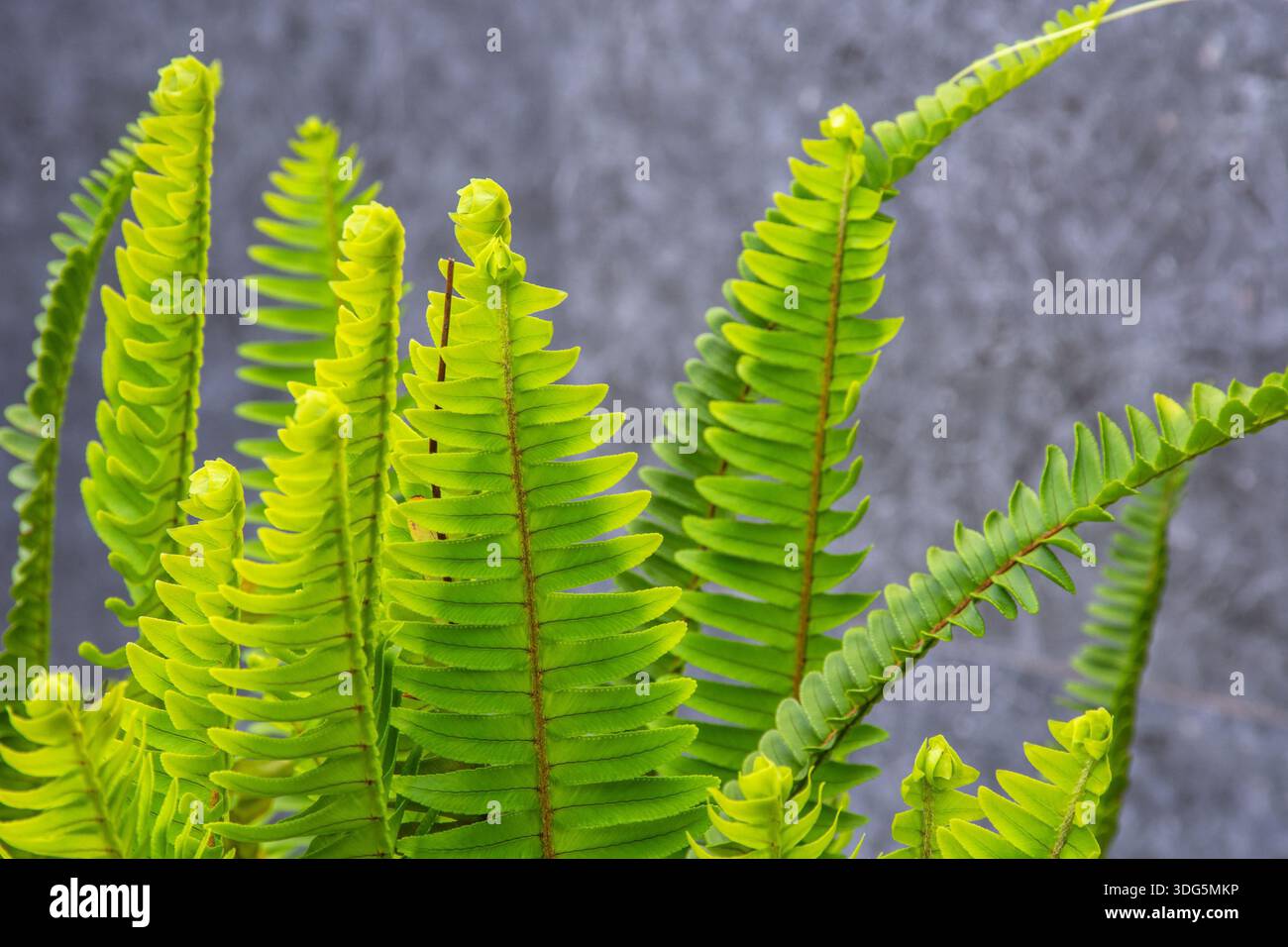Close-up of vibrant fern fronds with bold color, intricate leaf ...