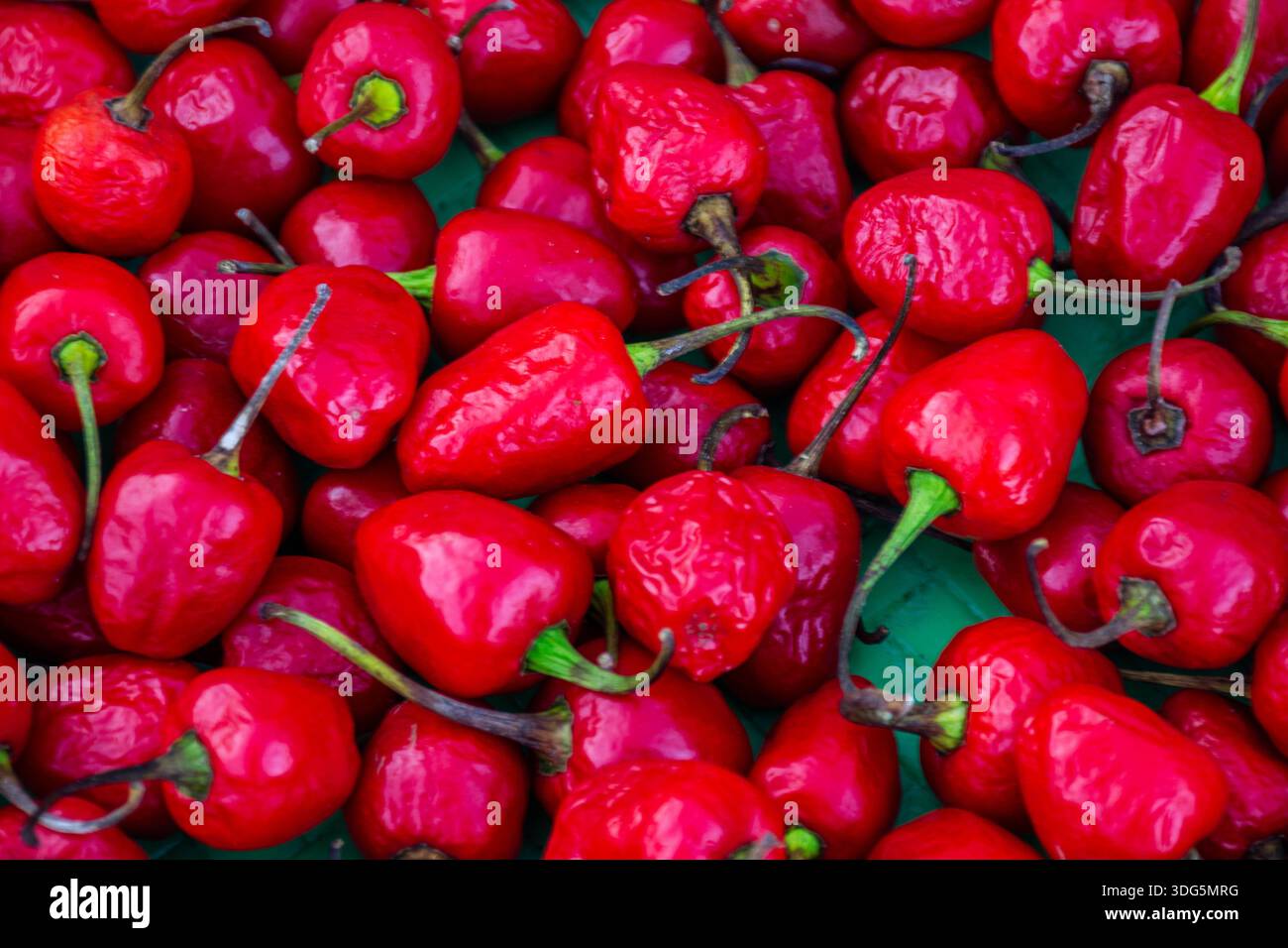 Vibrant cluster of small red cherry peppers with green stems, Himalayan ...