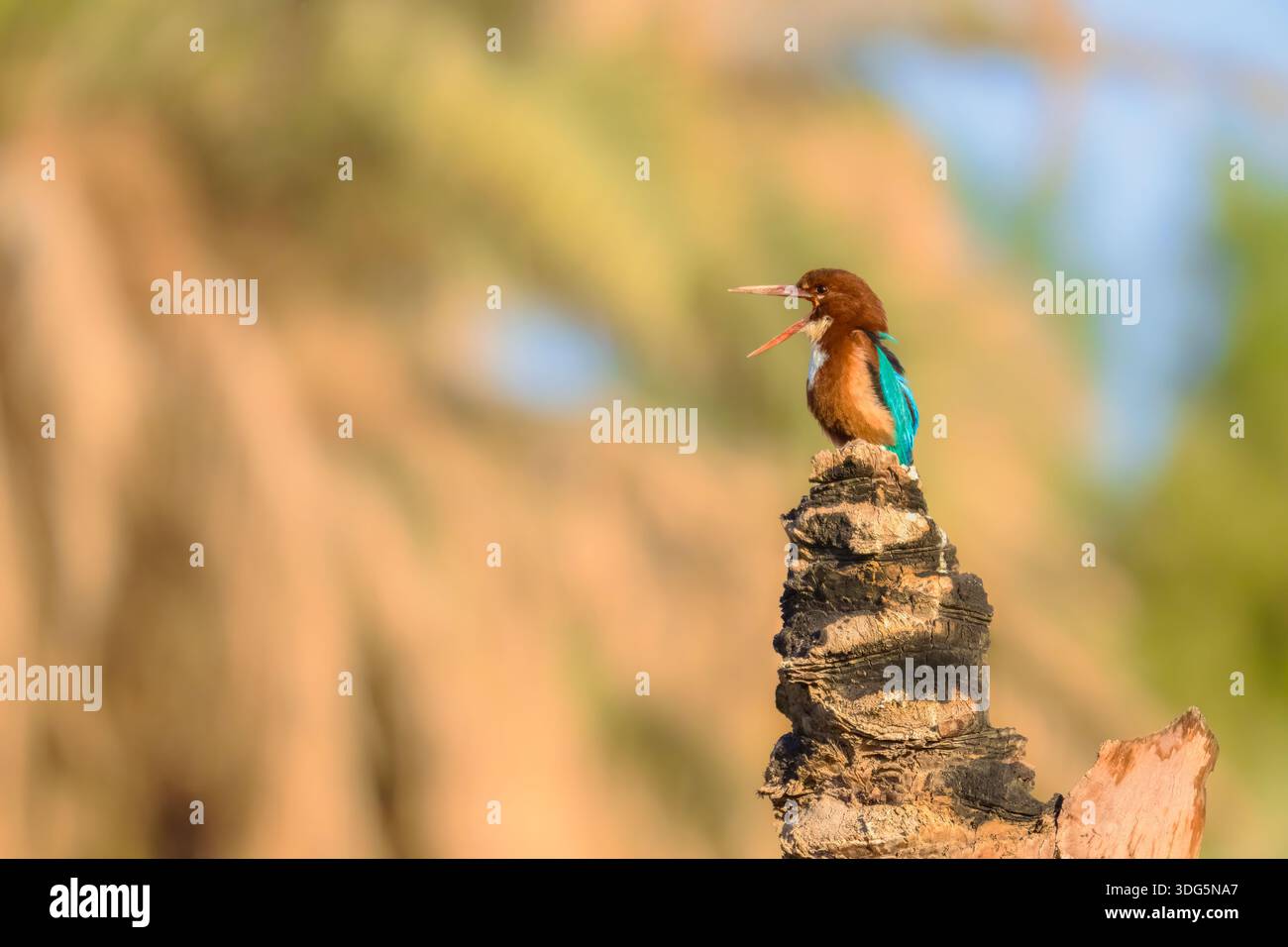 Stunning Portrait shot of White-throated Kingfisher Halcyon smyrnensis ...