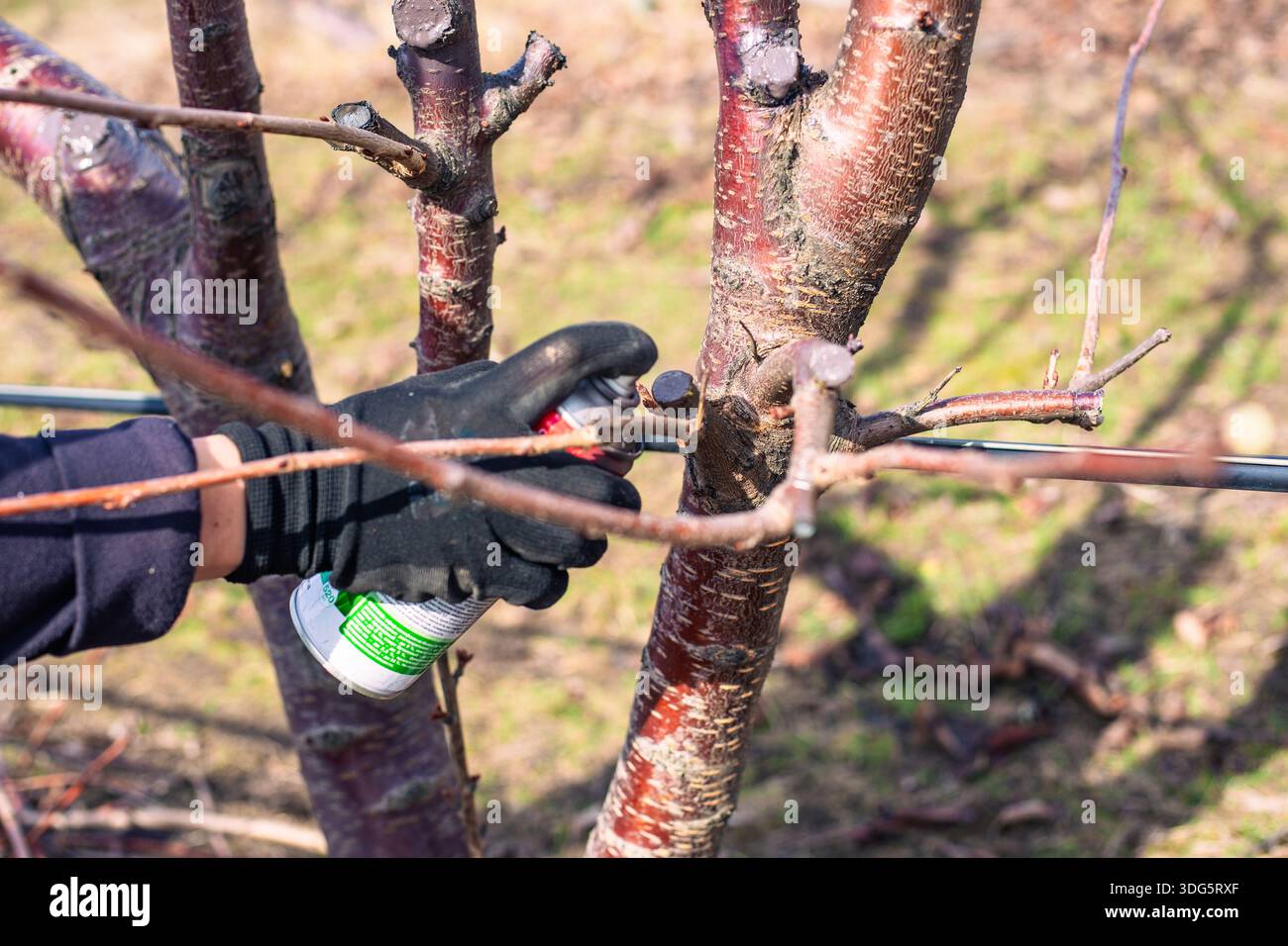 A worker treats a large cut on a fruit tree trunk with a protective ...