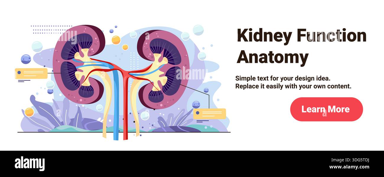 Cross section diagram of human body hi-res stock photography and images ...