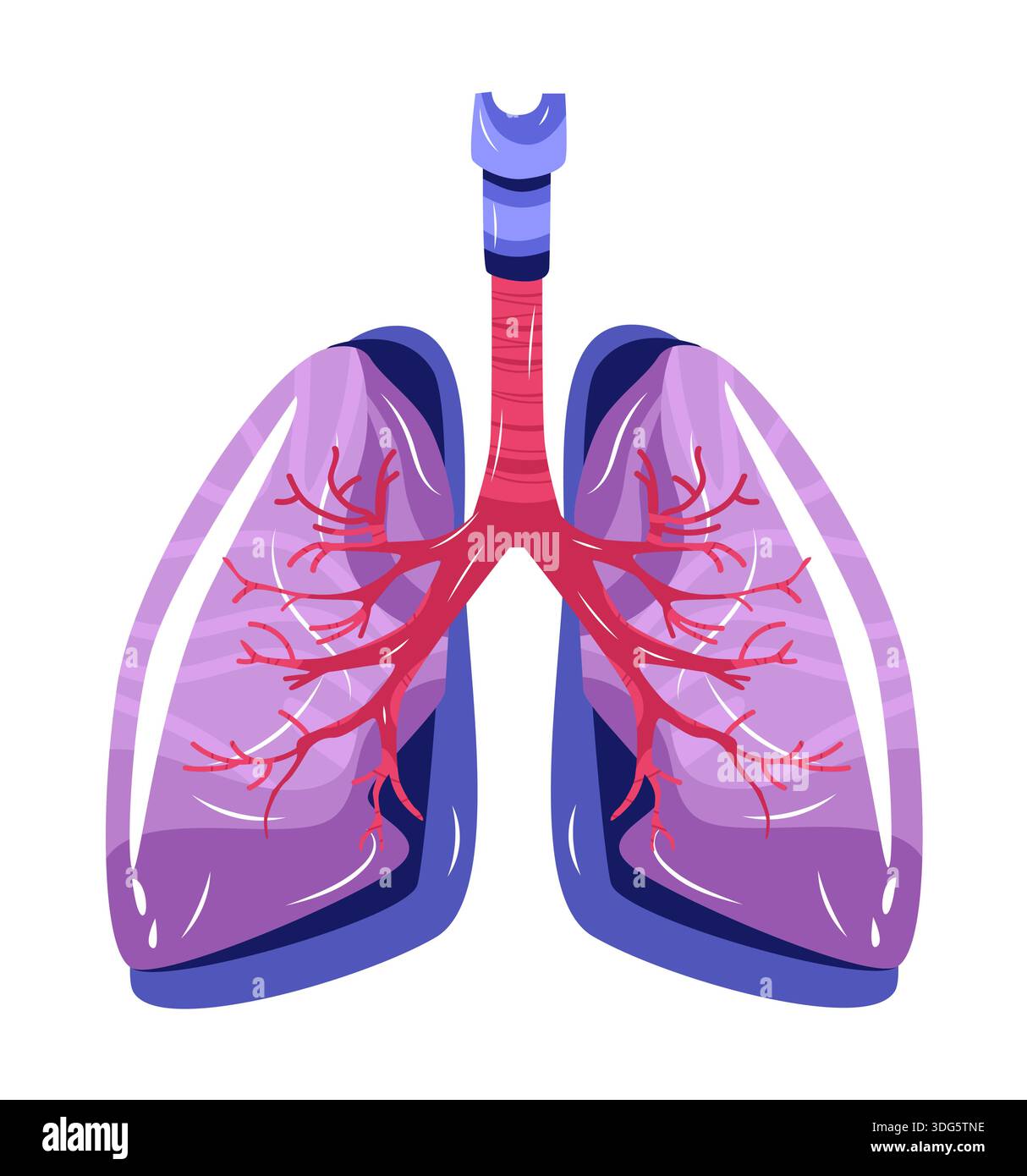 Lungs anatomy organ respiratory system diagram showing bronchial tree ...