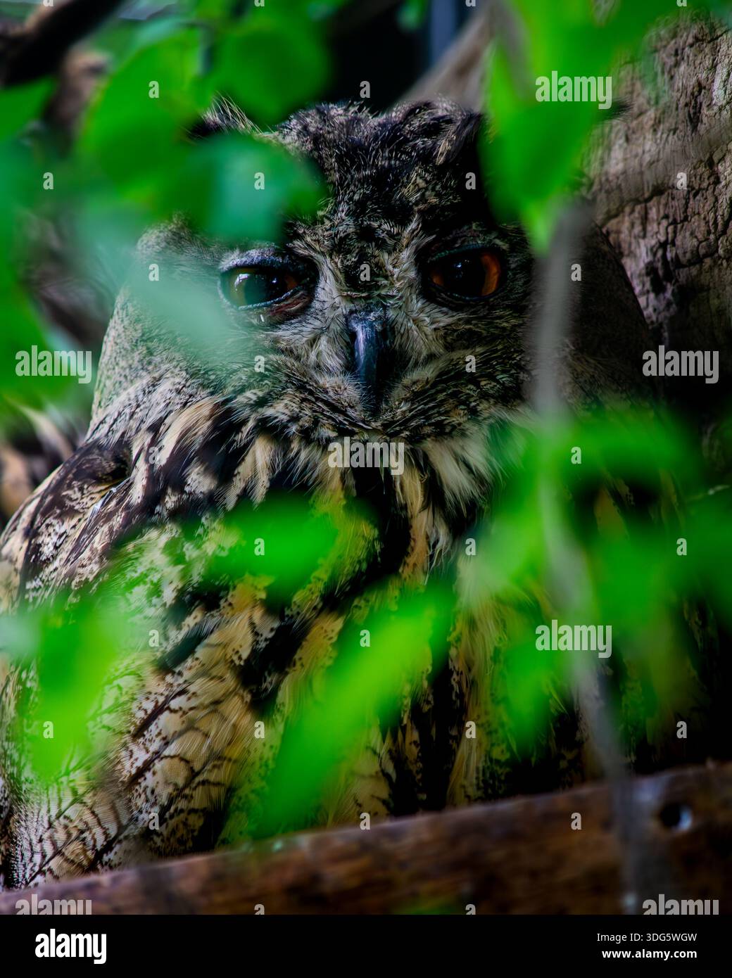 Eurasian Eagle-Owl (Bubo bubo) Peeking Through Dense Green Foliage with ...