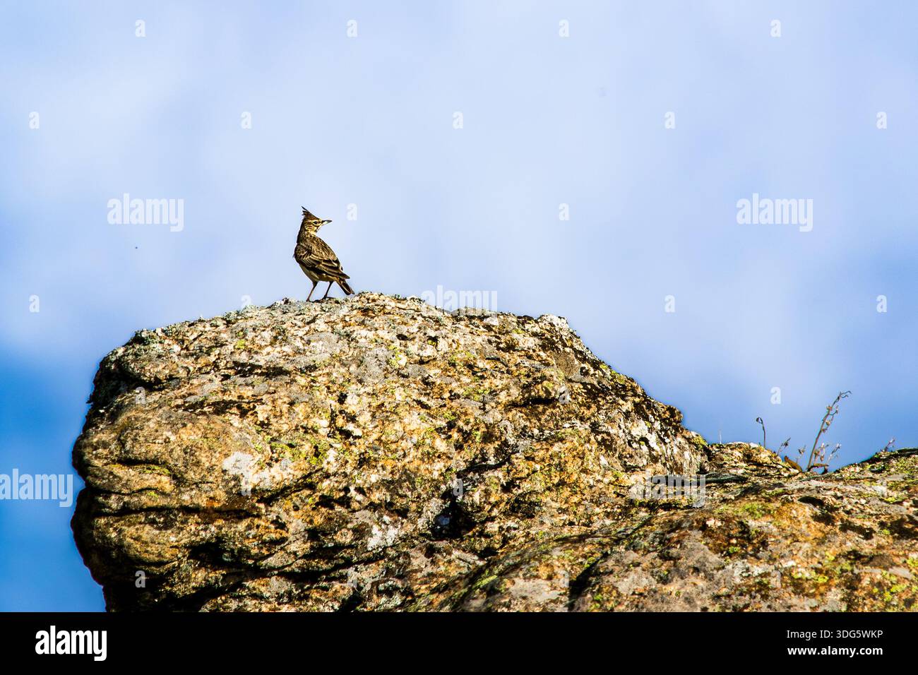 Eurasian Griffon Vulture or Raptor Soaring in Clear Blue Sky Stock ...