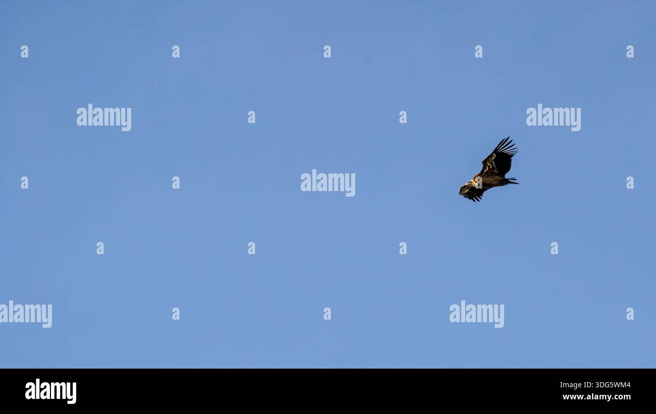 Eurasian Griffon Vulture or Raptor Soaring in Clear Blue Sky Stock ...