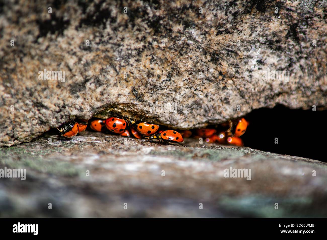 Cluster of Ladybugs Hibernating or Hiding Under a Rock Ledge Stock ...