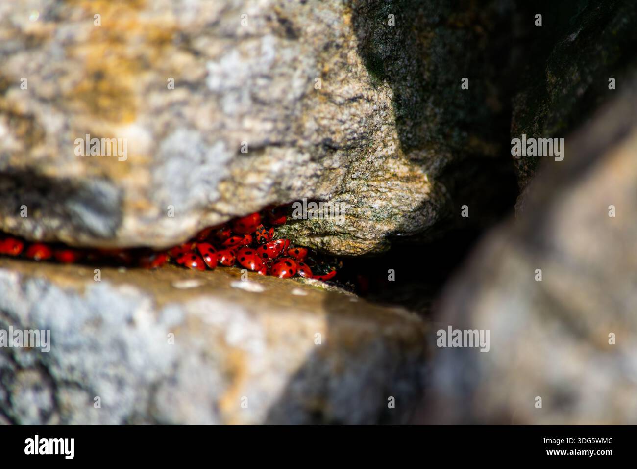 Cluster of Ladybugs Hibernating or Hiding Under a Rock Ledge Stock ...
