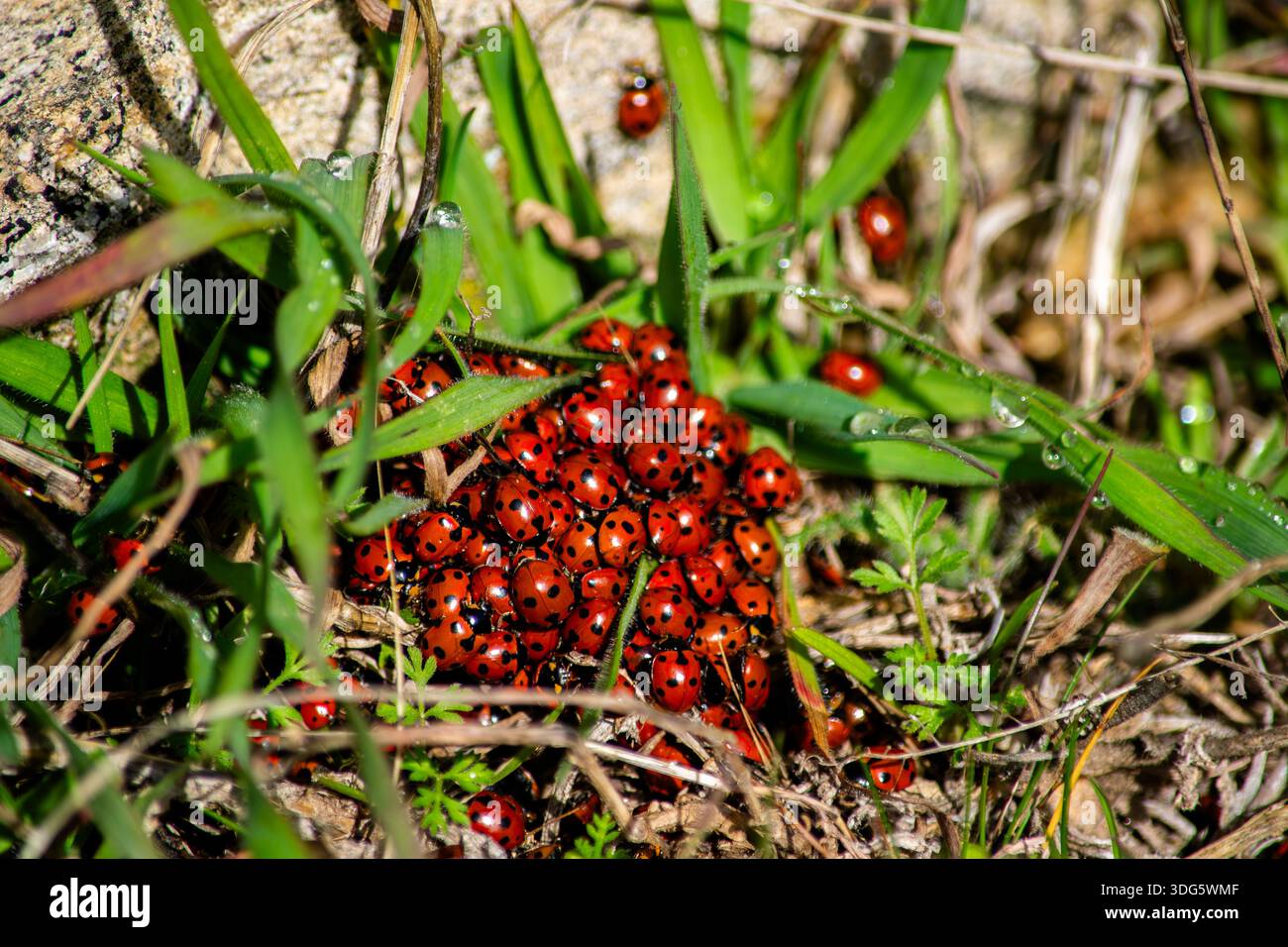 Massive Swarm or Cluster of Red Ladybugs Hiding in a grass Stock Photo ...