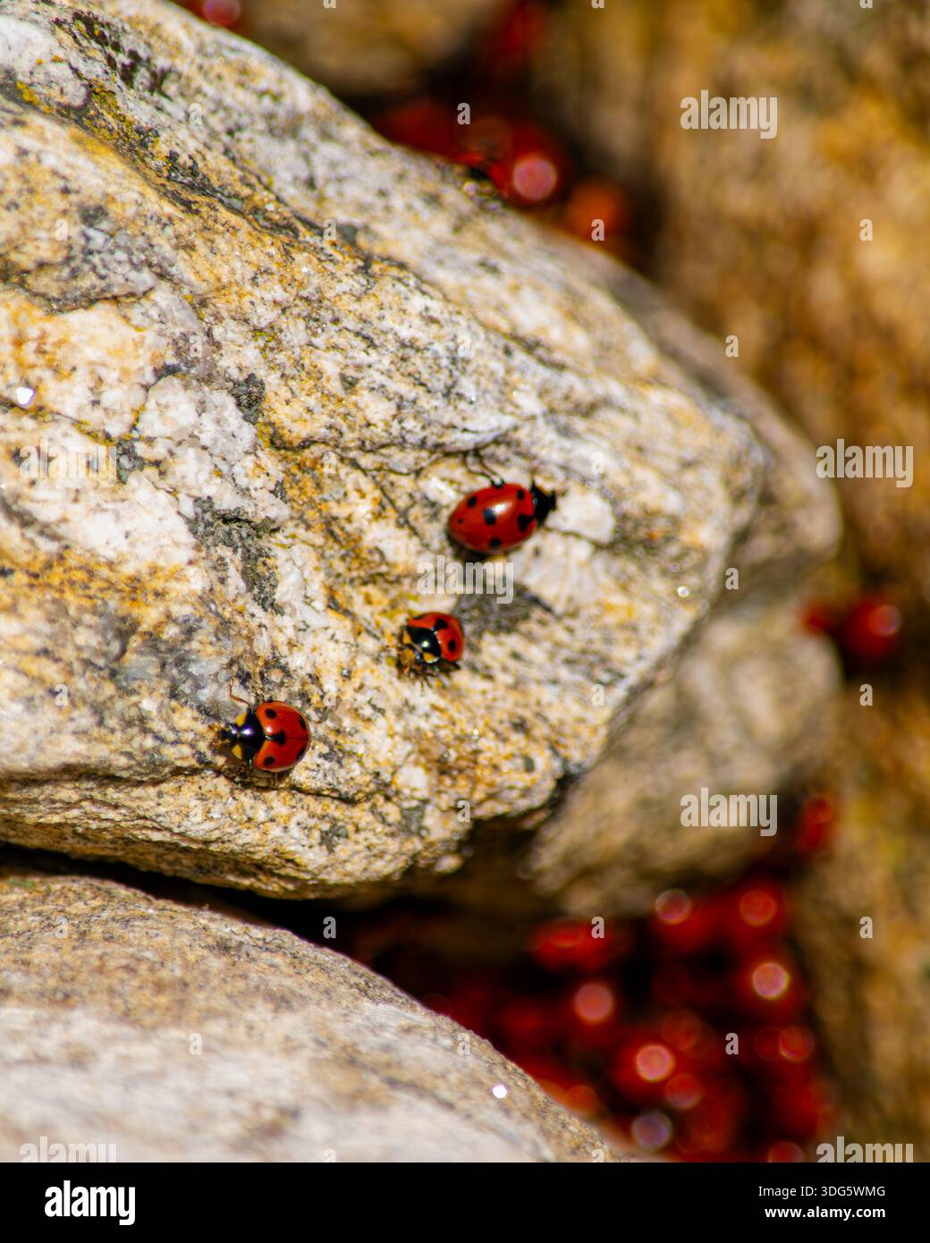Ladybugs on Rock Surface Above a Large Cluster of Insects Below Stock ...