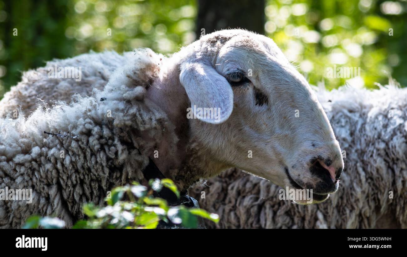 Side profile portrait of sheep on green meadow Stock Photo - Alamy