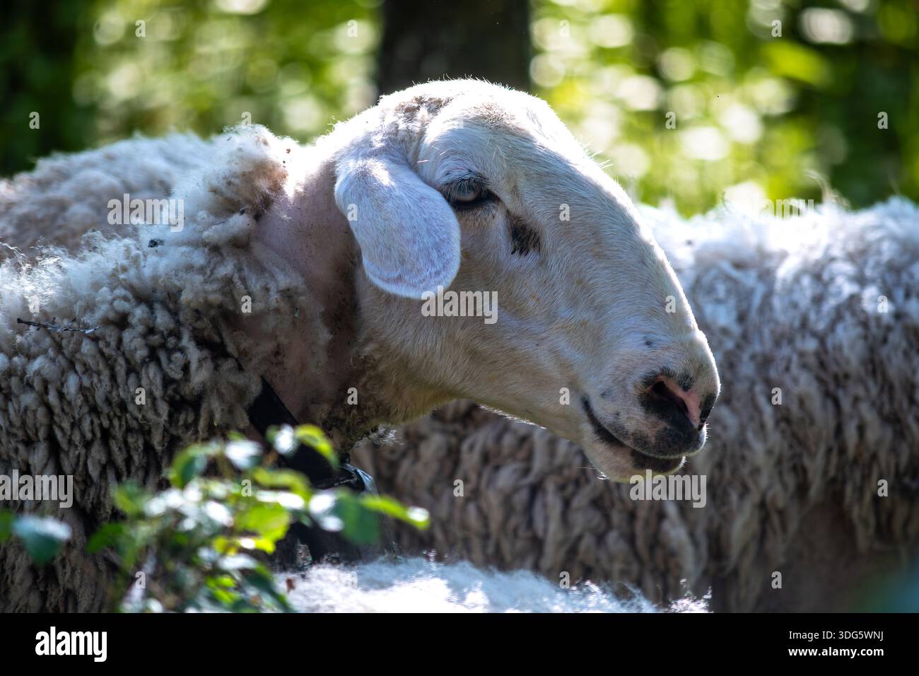 Side profile portrait of sheep on green meadow Stock Photo - Alamy