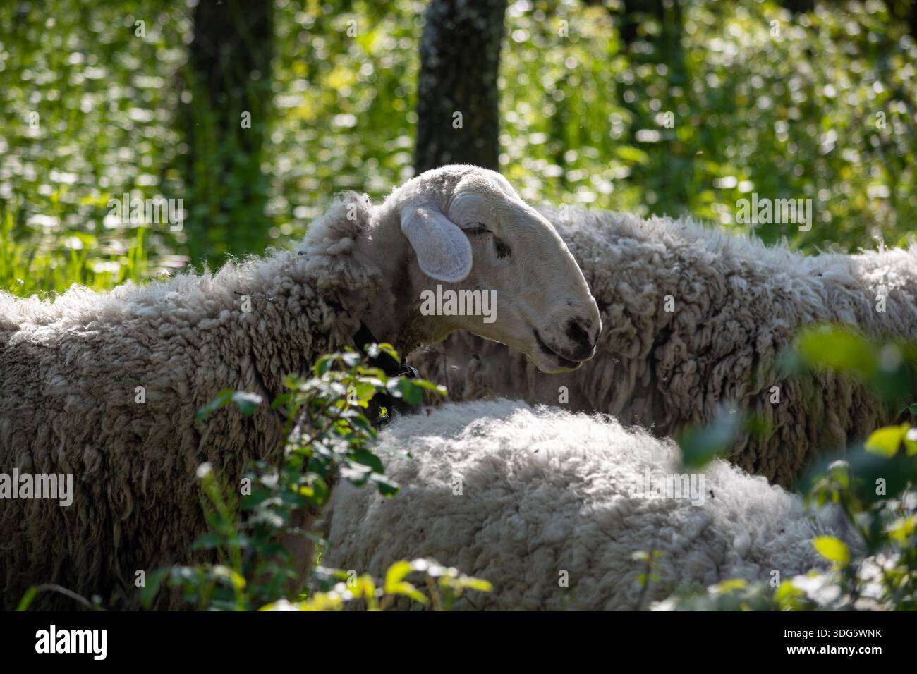Side profile portrait of sheep on green meadow Stock Photo - Alamy