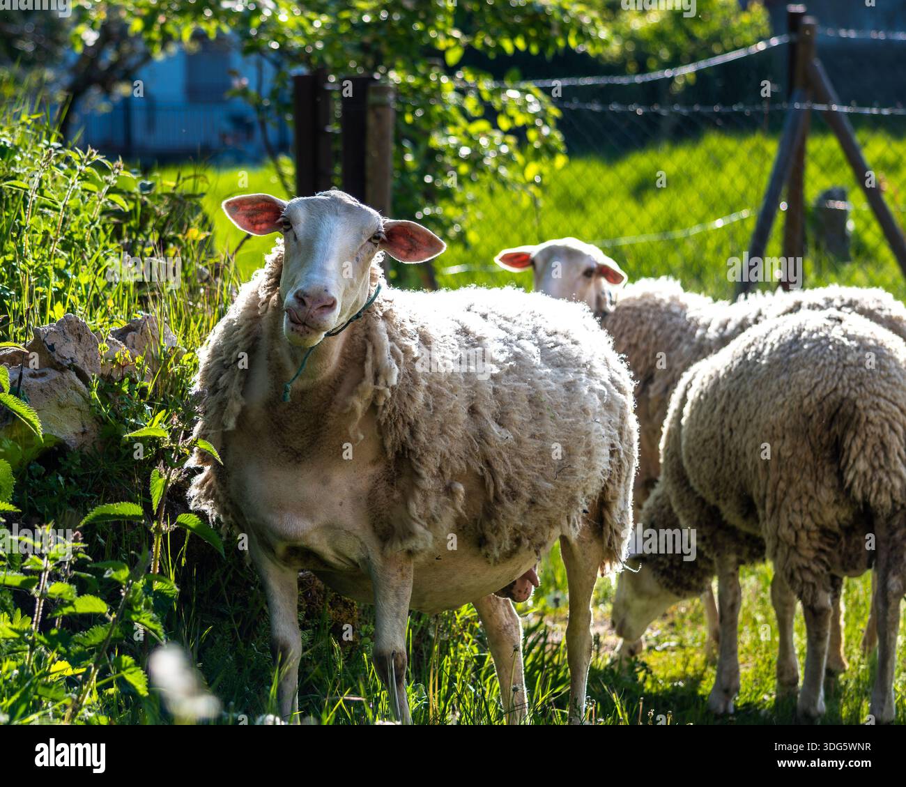 Flock of sheep on meadow with farmhouse and trees in background Stock ...