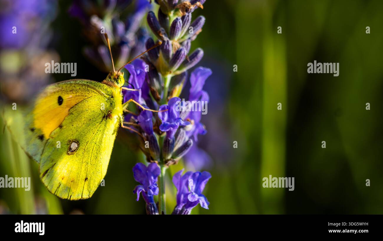 Bright Yellow Butterfly Pollinating Vibrant Purple Lavender Flower ...