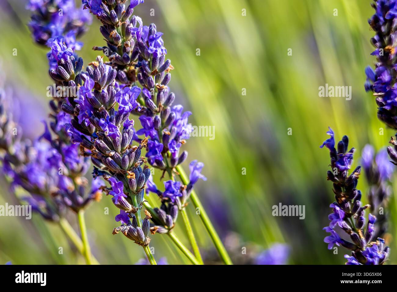 Close-up of Vibrant Purple Lavender Flowers in Full Bloom in Spain ...