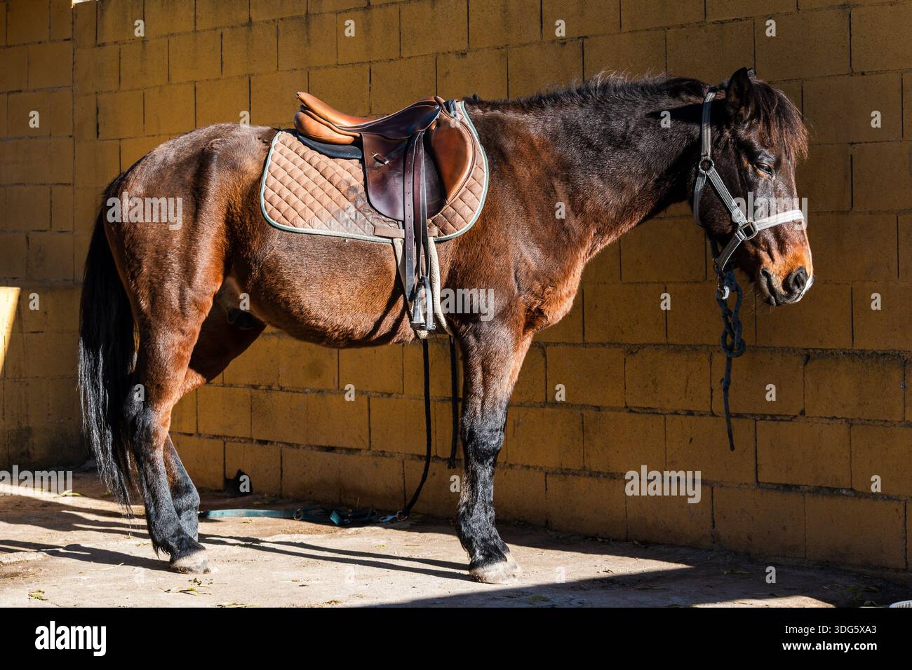 Brown Saddled Horse Standing in Stable Yard During Sunny Day Stock ...