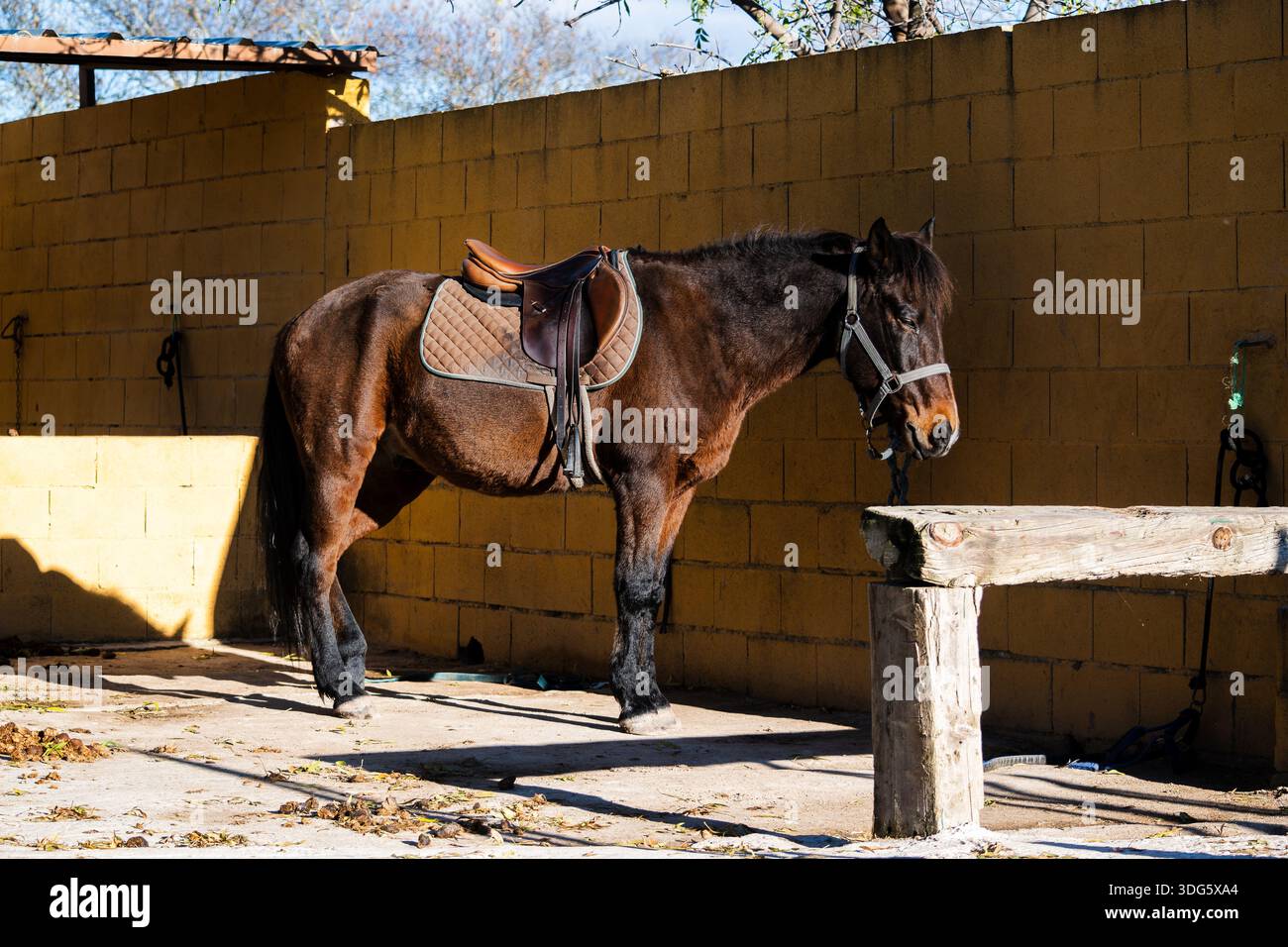 Brown Saddled Horse Standing in Stable Yard During Sunny Day Stock ...