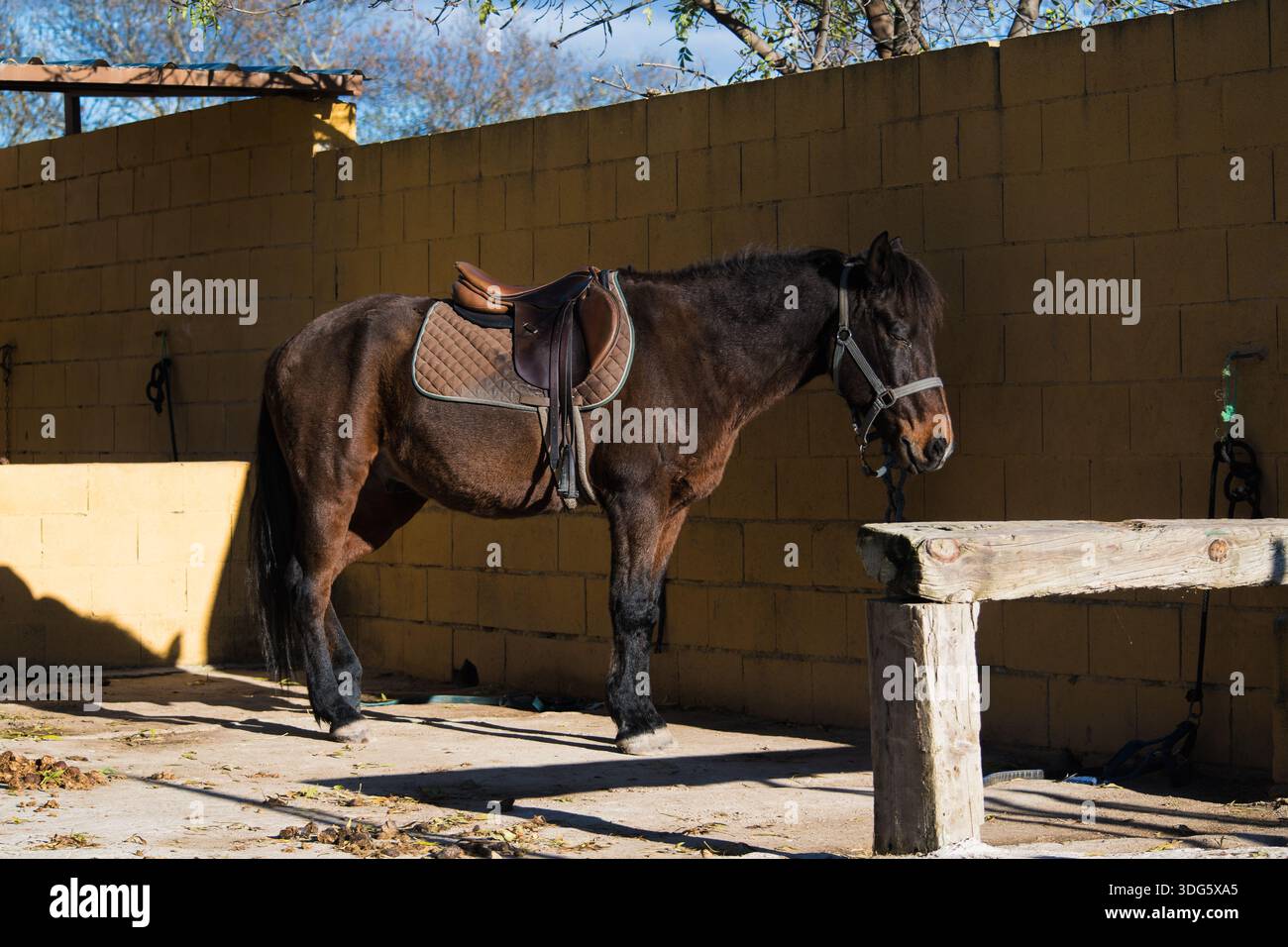 Brown Saddled Horse Standing in Stable Yard During Sunny Day Stock ...