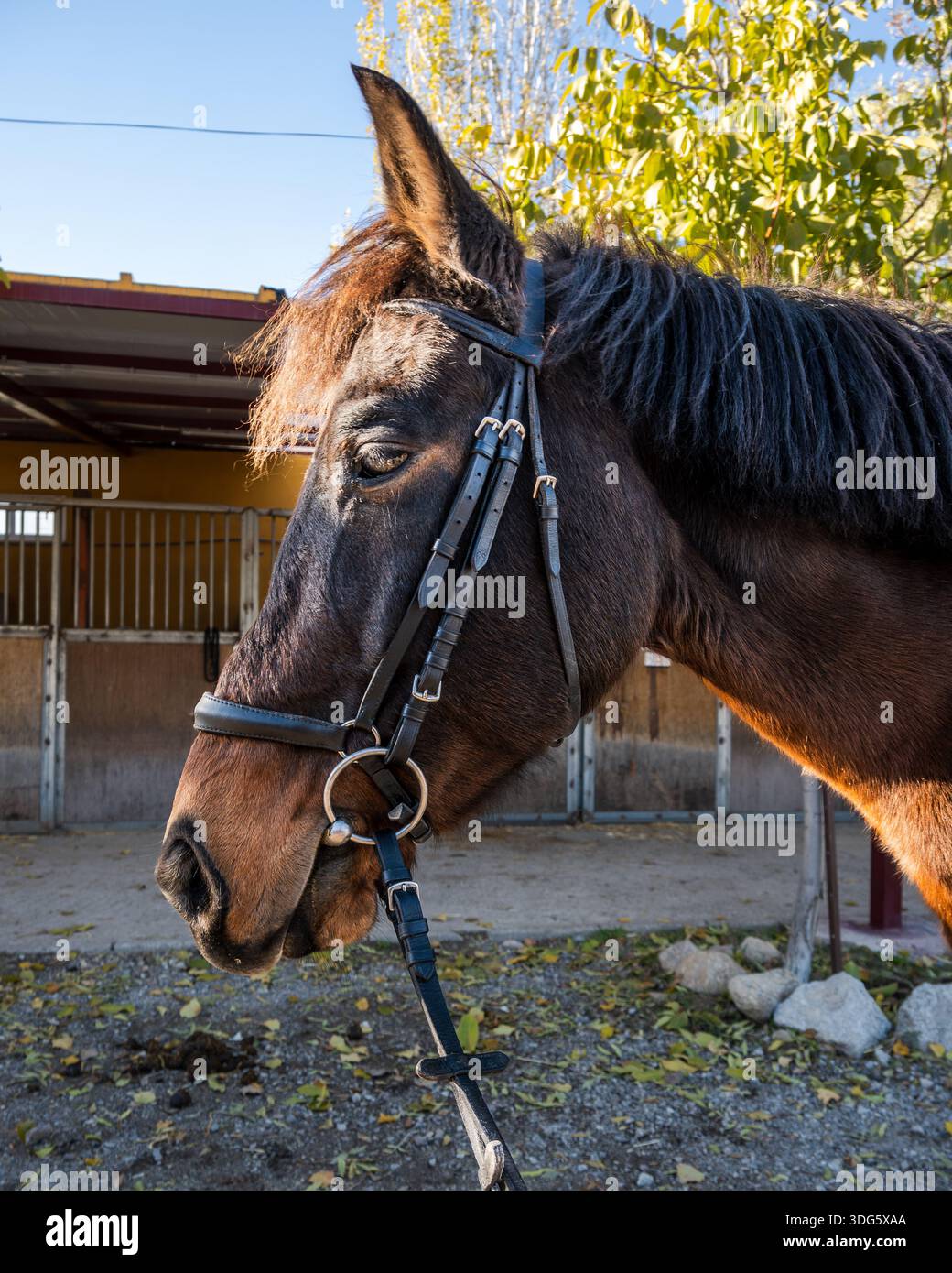 Close-up Portrait of a Brown Horse Wearing a Black Leather Bridle Stock ...