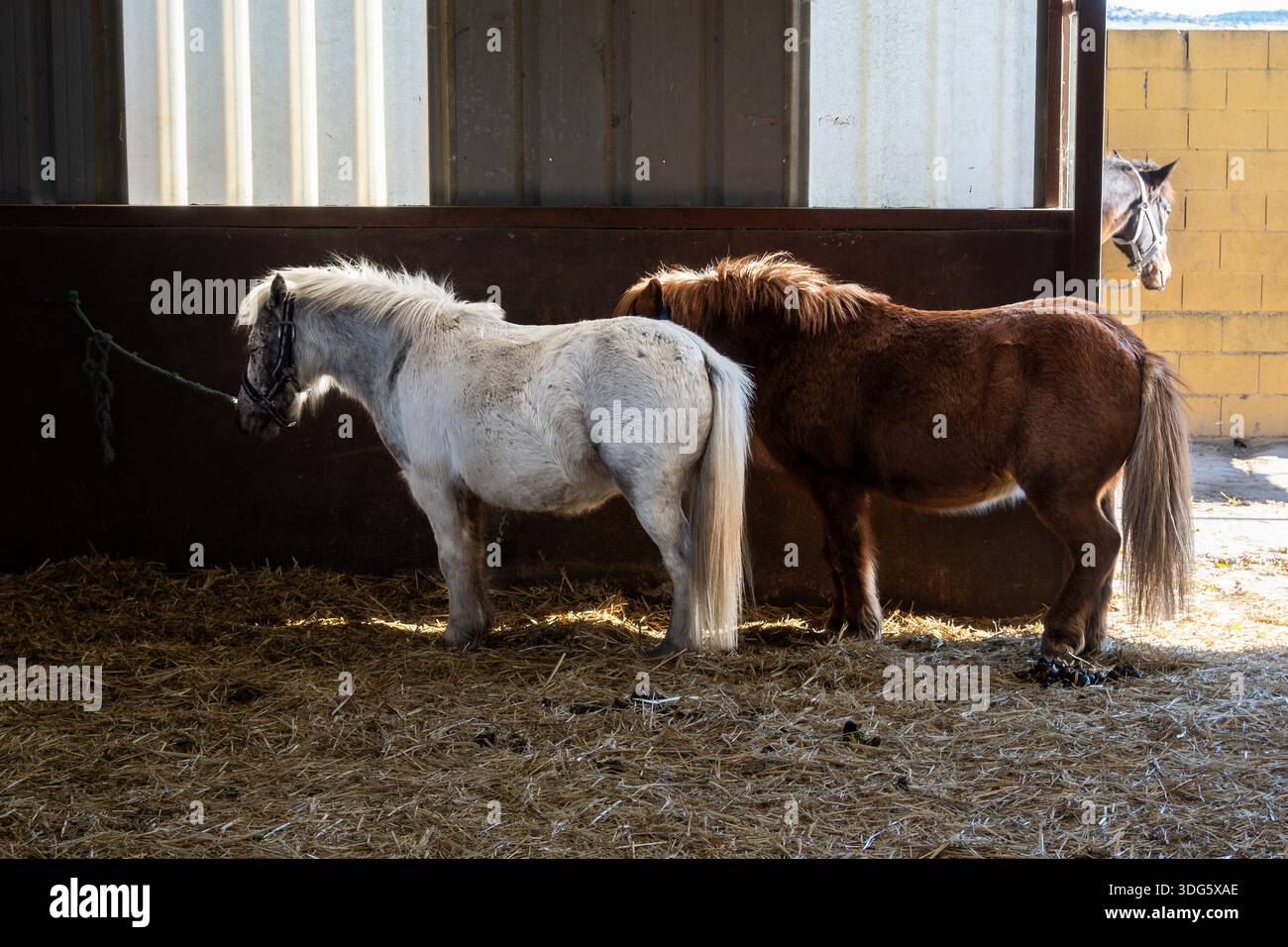 White and Brown Ponies Standing Together on Straw Bedding in a Stable ...