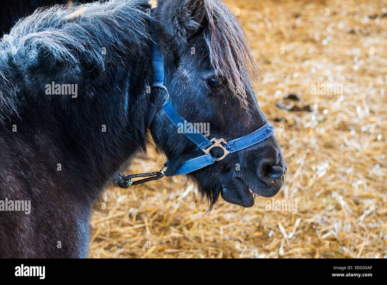 Profile View of a Black Pony Wearing a Blue Halter in a Stable Stock ...