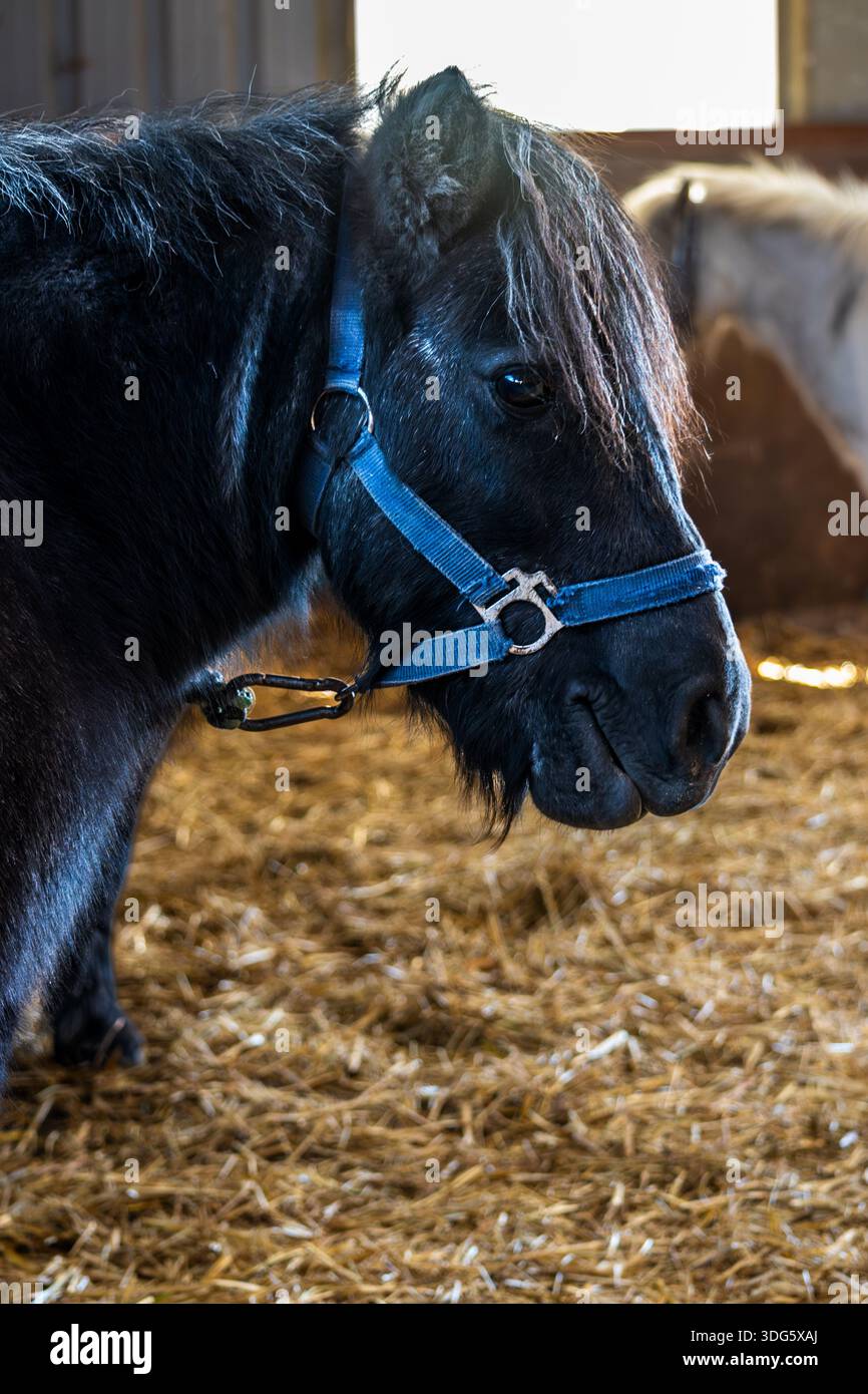 Profile View of a Black Pony Wearing a Blue Halter in a Stable Stock ...