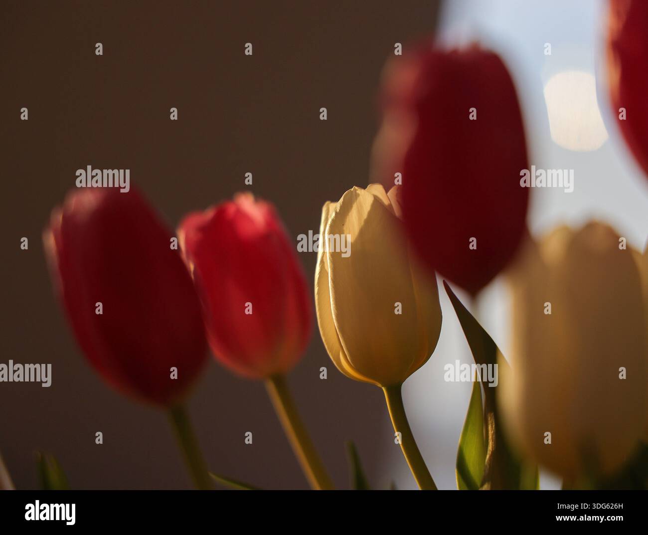 15.01.2026, Deutschland, NRW, Blumen, Tulpenblüten, Tulpen ...