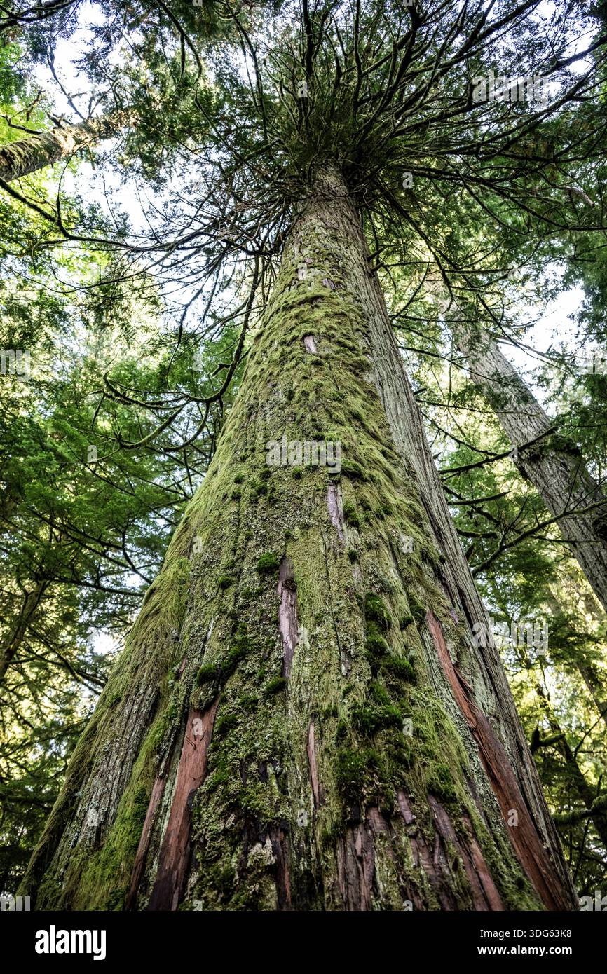 Majestic tree trunk covered in moss stretches towards the sky in a lush ...