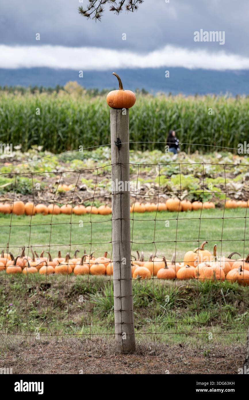 Pumpkin perched on a post with a pumpkin patch and cornfield under a ...