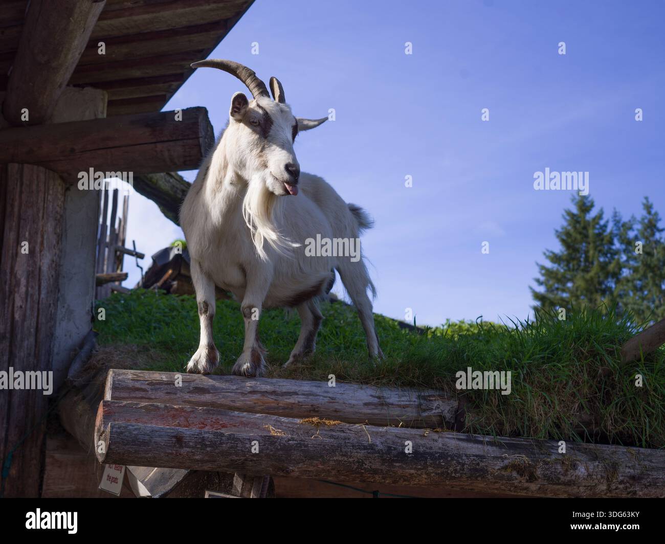 A goat with long horns standing on wooden beams against a clear blue ...
