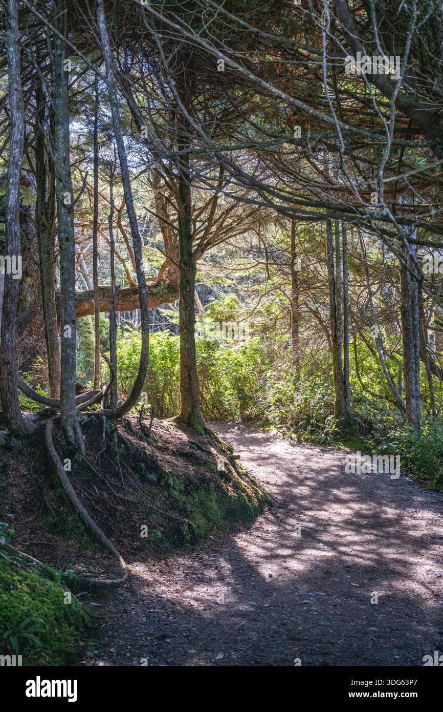 Sunlit forest path surrounded by trees with green foliage. Ucluelet ...