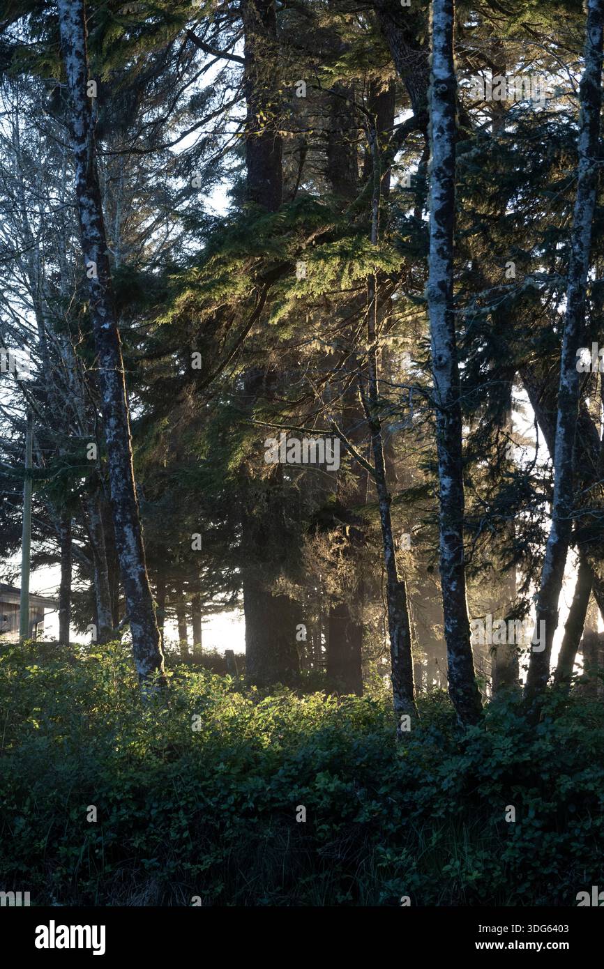 Sunlight filters through a dense forest with tall trees and lush ...