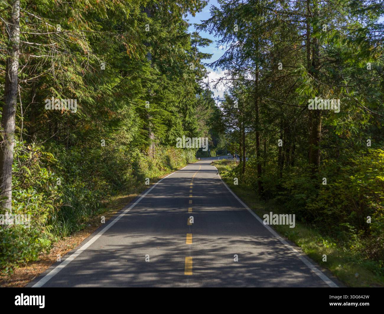 Sunlit forest road surrounded by tall, lush green trees on a clear day ...