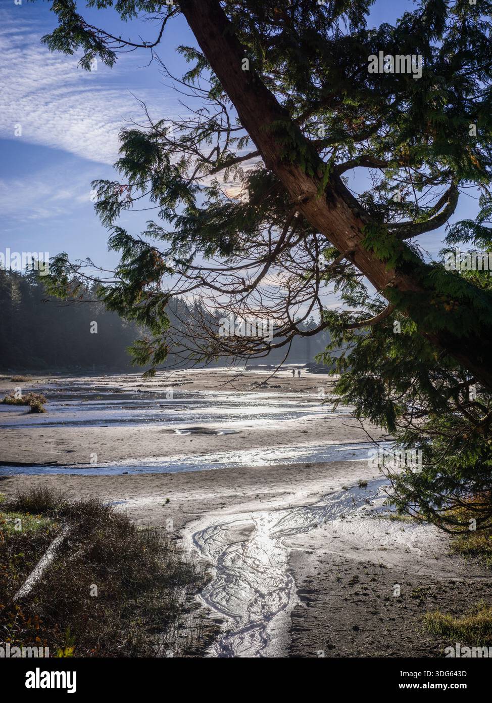Sunlit riverbed with a large leaning tree and distant figures under a ...