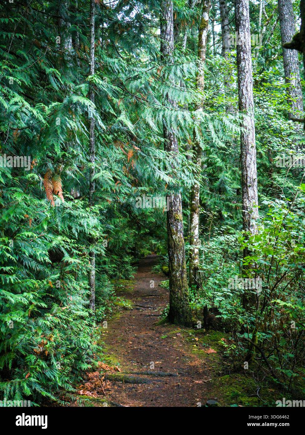 Lush forest pathway surrounded by tall evergreen trees and dense ...