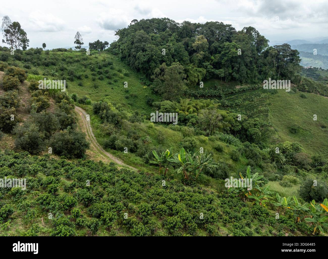 Lush green landscape of a hilly coffee plantation under a cloudy sky ...