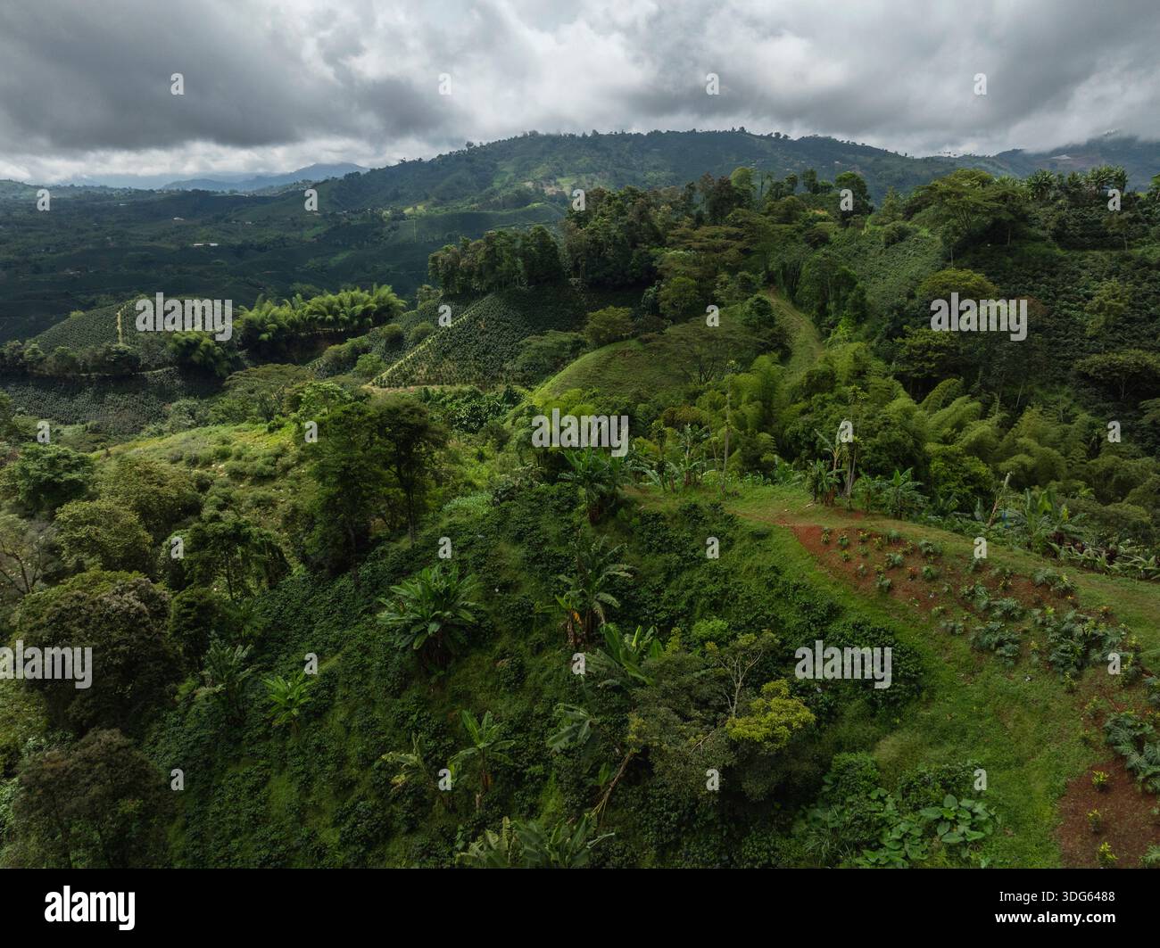 Lush green hillside landscape with dense forest under a cloudy sky ...