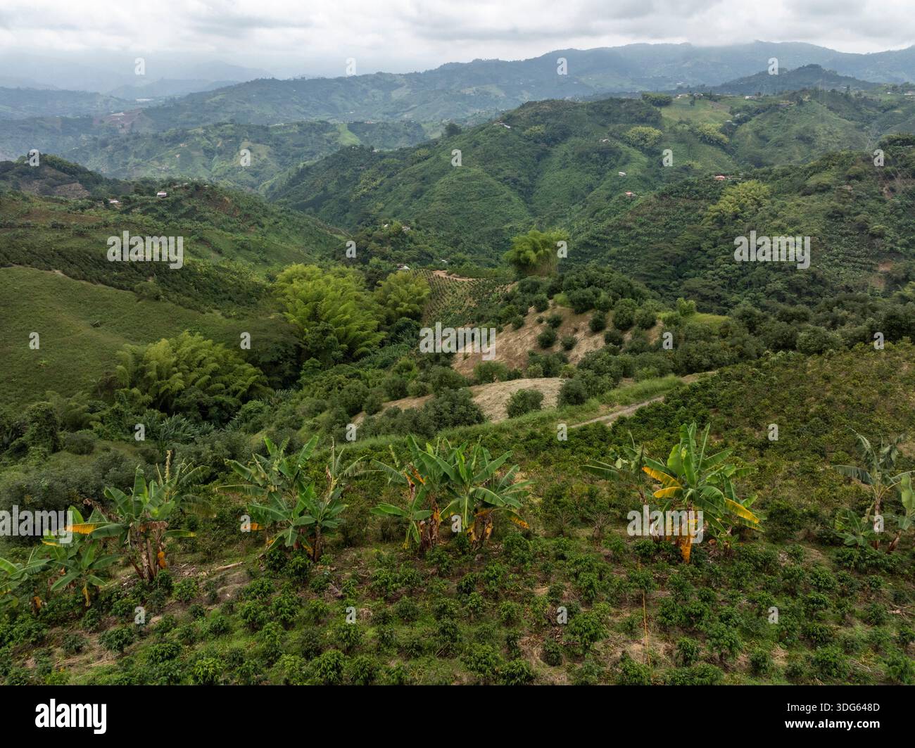 Lush green mountains with cloudy skies and a plantation in the ...